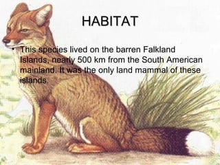 Falklandislandswolf | PPT