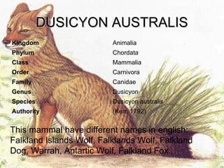 Falklandislandswolf | PPT