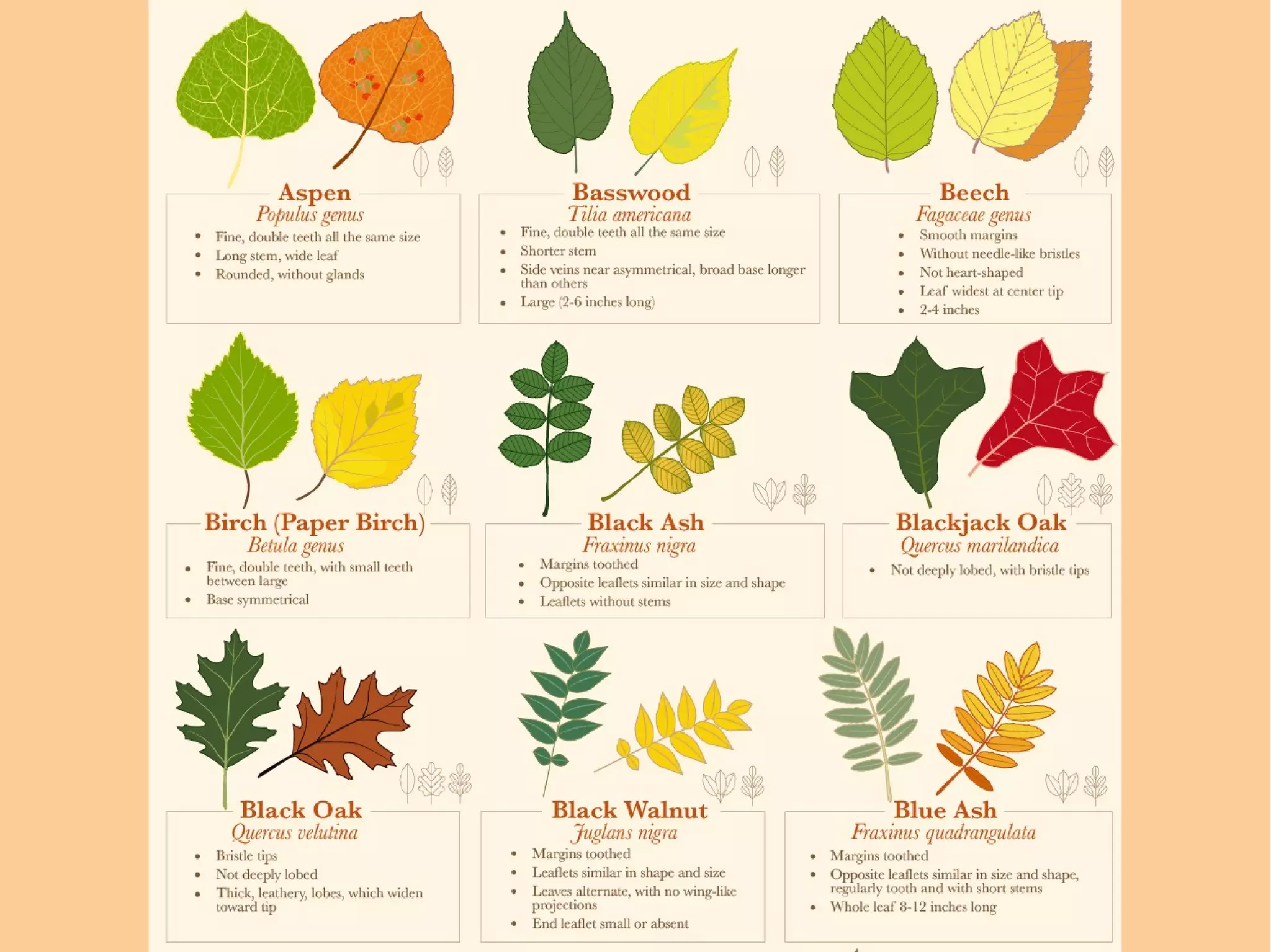 Fall Leaf Identification Guide | PPT