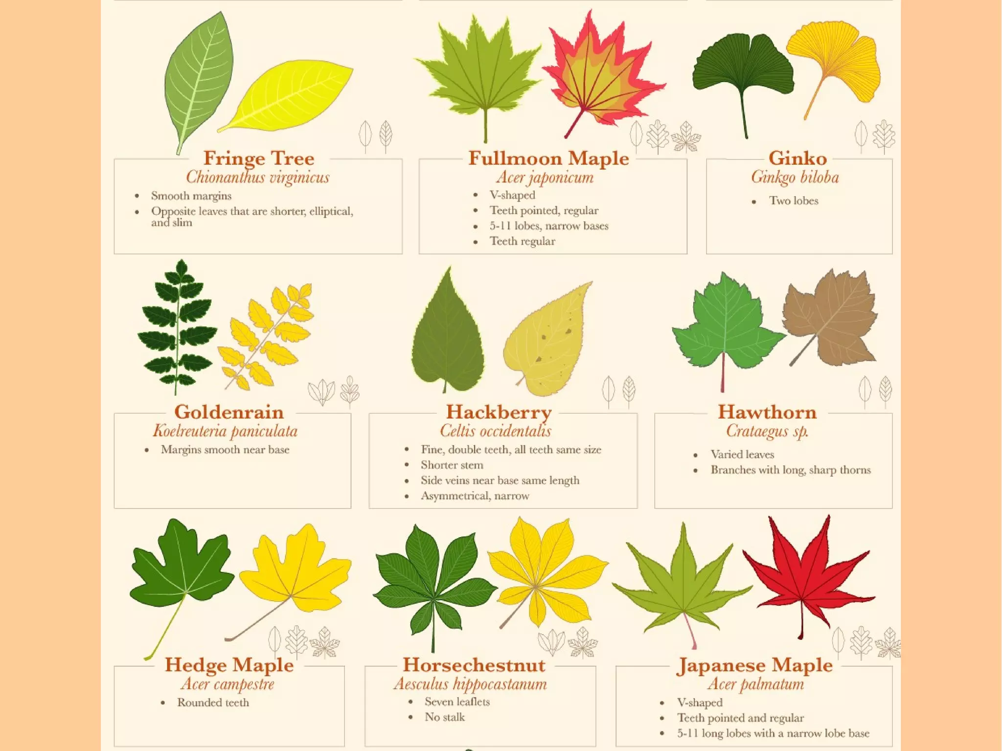 Fall Leaf Identification Guide | PDF