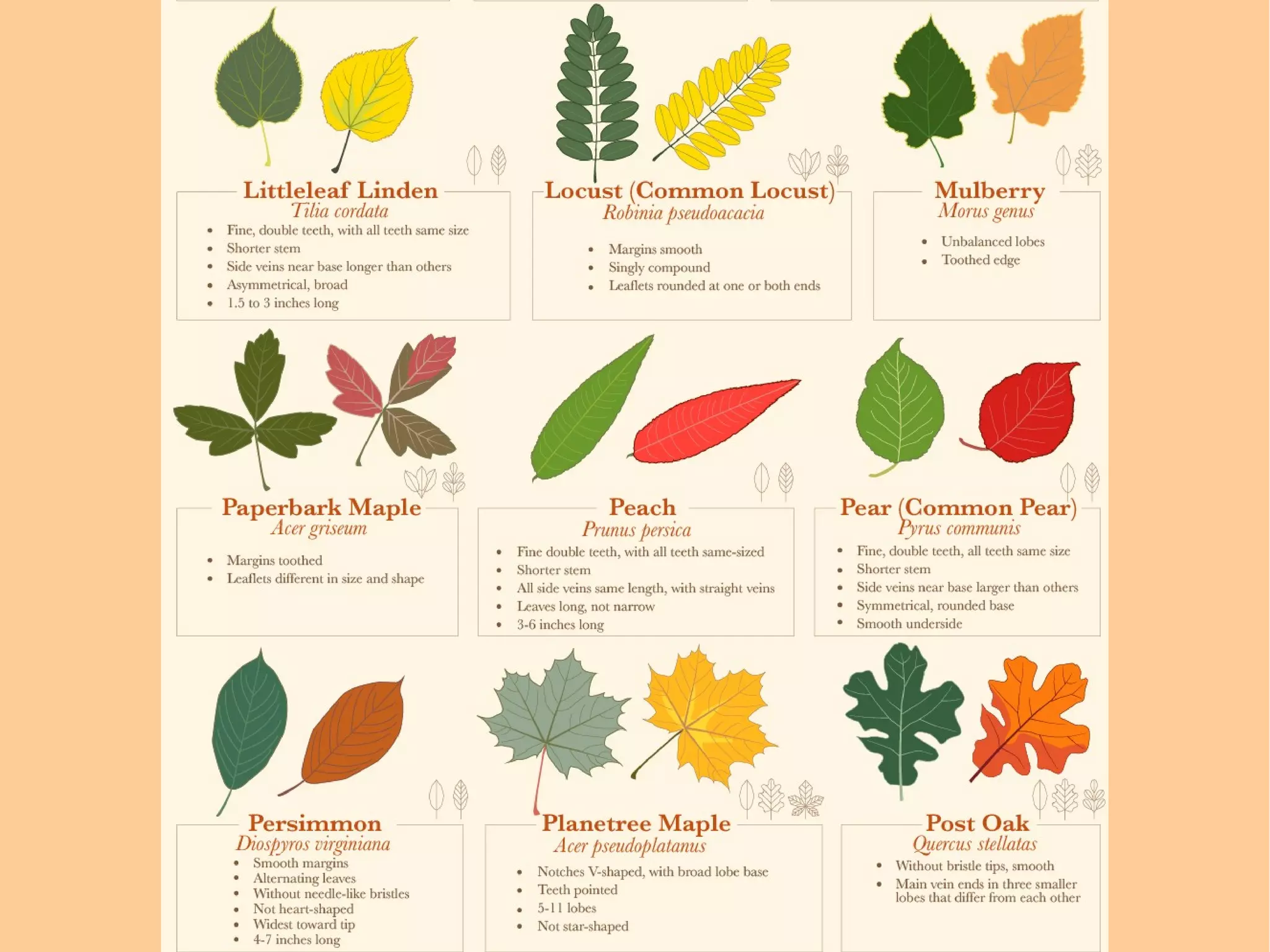 Fall Leaf Identification Guide | PDF