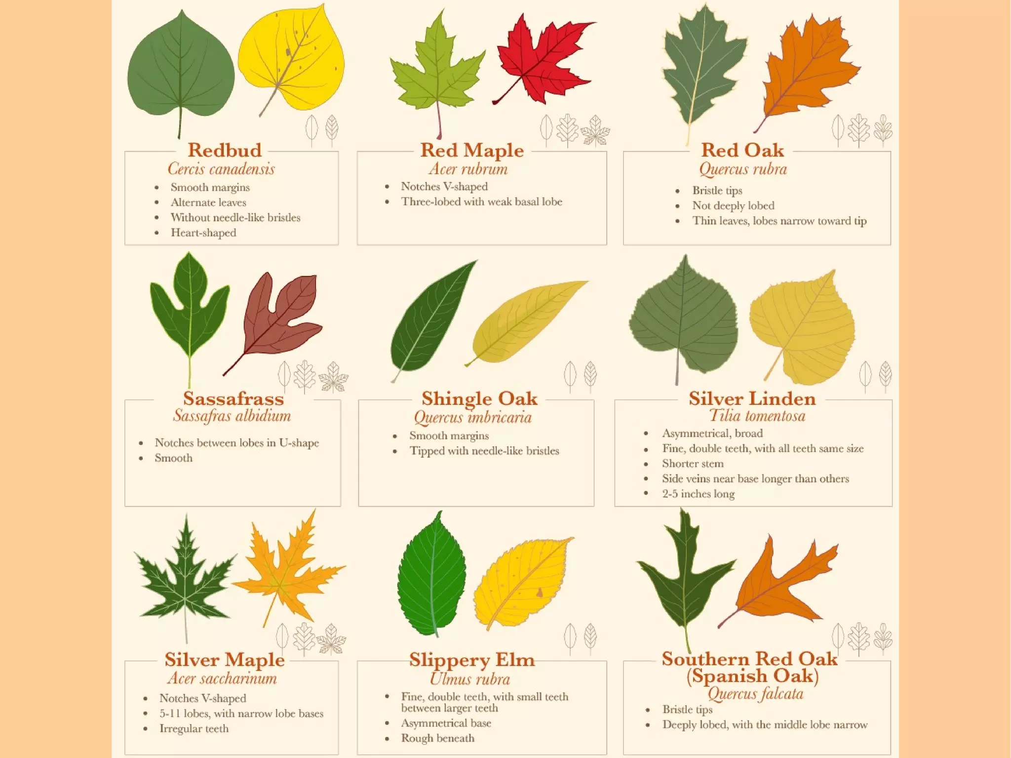Fall Leaf Identification Guide | PDF