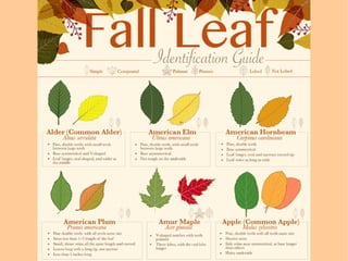 Fall Leaf Identification Guide | PPT