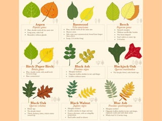 Fall Leaf Identification Guide | PPT