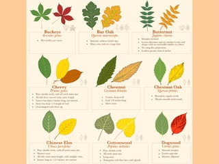 Fall Leaf Identification Guide | PPT