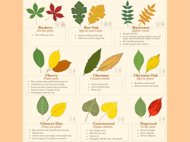 Fall Leaf Identification Guide | PPT