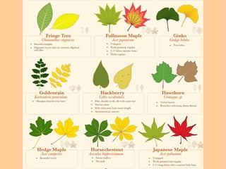 Fall Leaf Identification Guide | PPT
