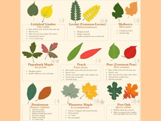 Fall Leaf Identification Guide | PPT