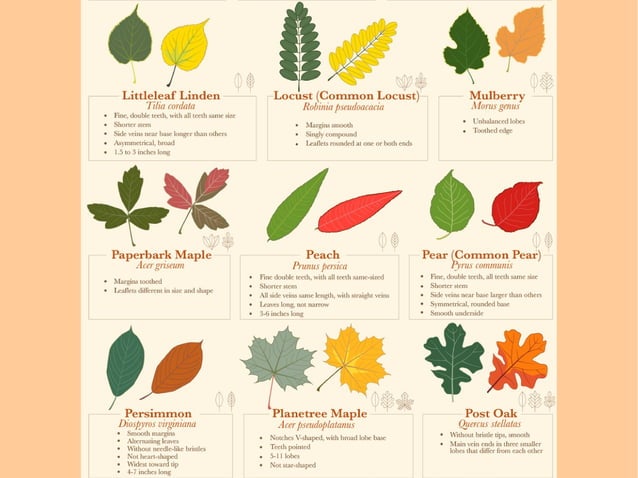 Fall Leaf Identification Guide | PDF