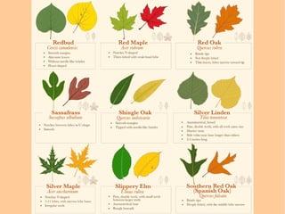 Fall Leaf Identification Guide | PDF