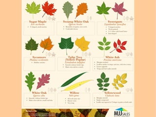 Fall Leaf Identification Guide | PPT