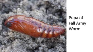 Fall armyworm | PDF