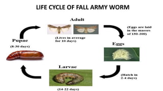 Fall armyworm | PDF