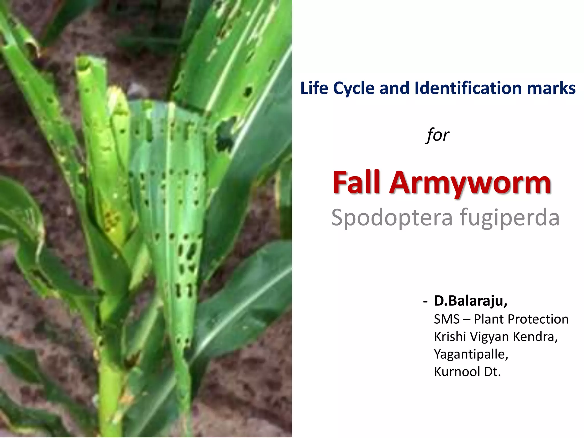 Fall armyworm life cycle | PPTX