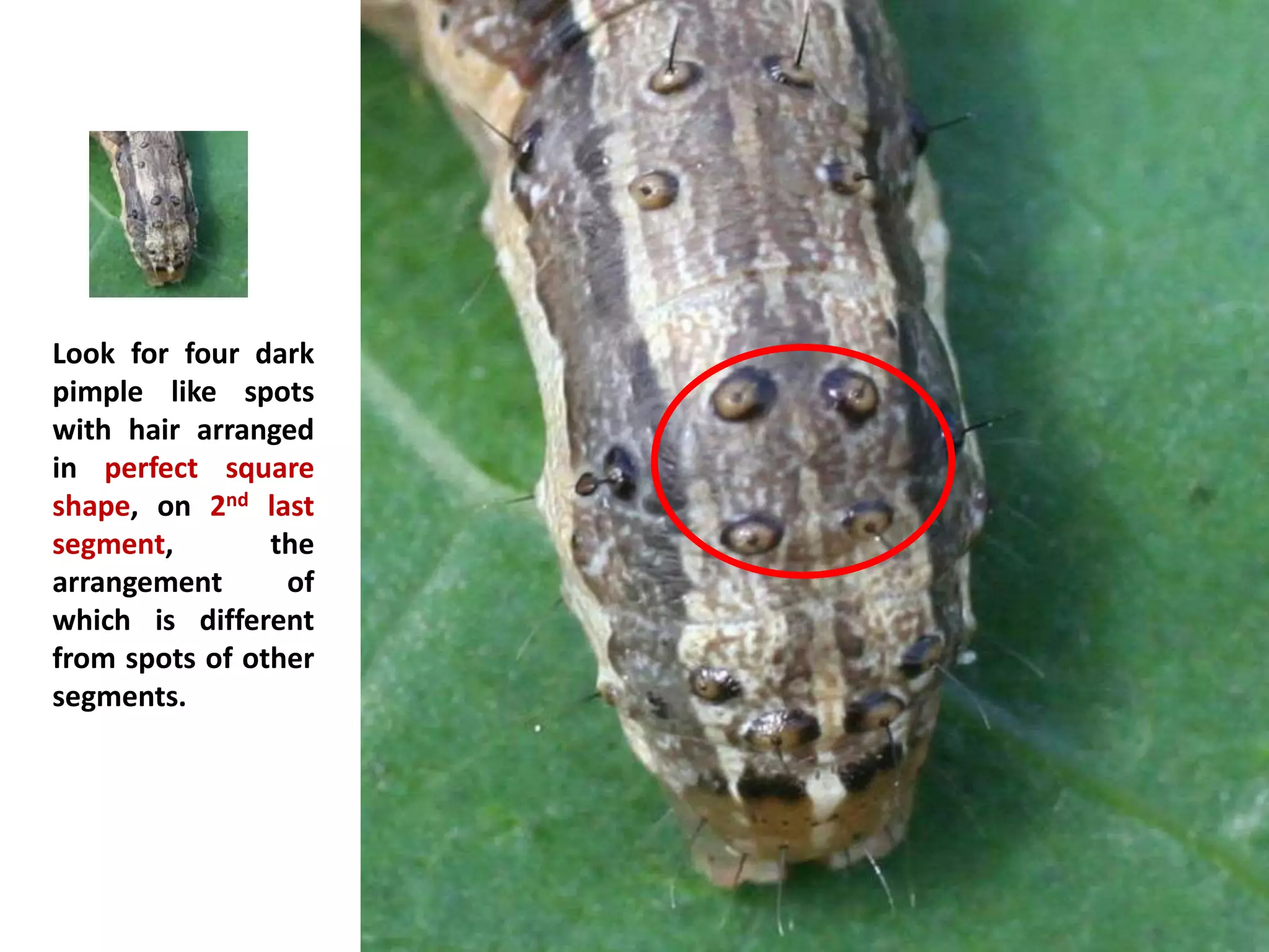 Fall armyworm life cycle | PPTX