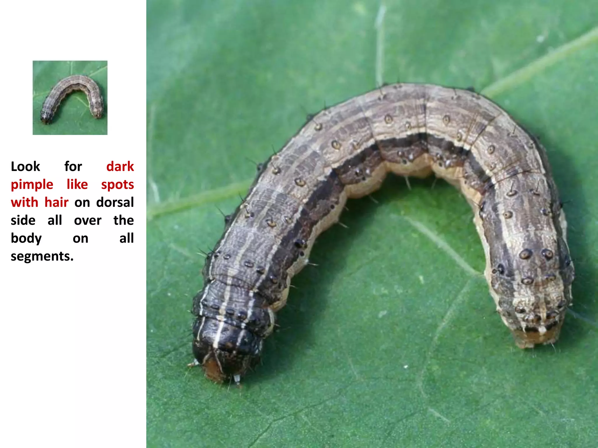 Fall armyworm life cycle | PPTX