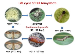 Fall armyworm life cycle | PPTX