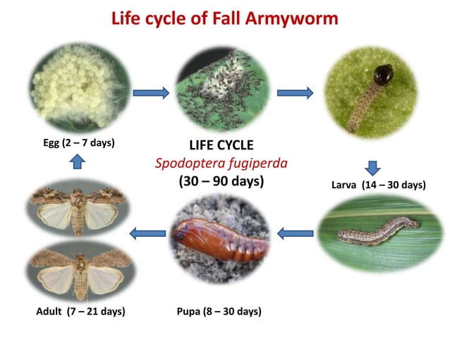 Fall armyworm life cycle | PPTX