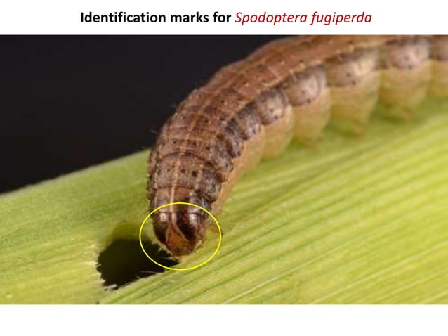 Fall armyworm life cycle | PPTX