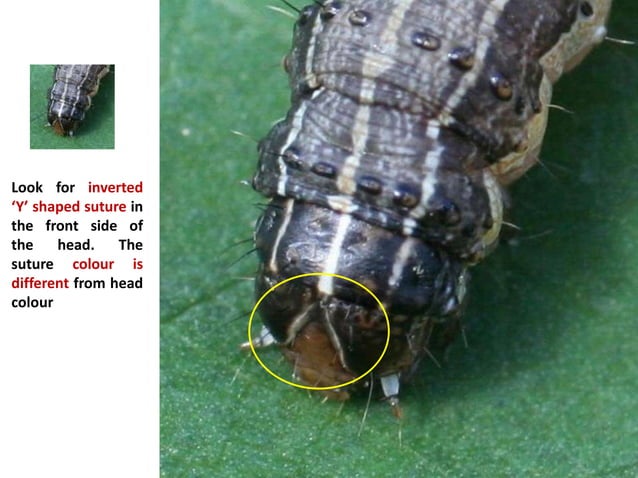 Fall armyworm life cycle | PPTX