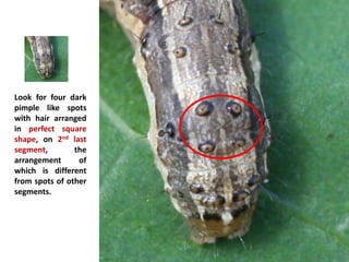 Fall armyworm life cycle | PPTX