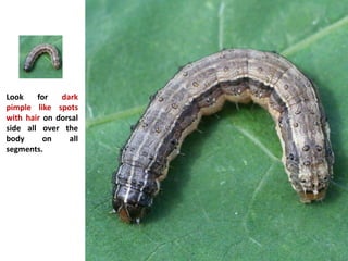 Fall armyworm life cycle | PPTX