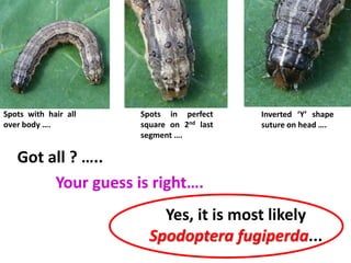 Fall armyworm life cycle | PPTX