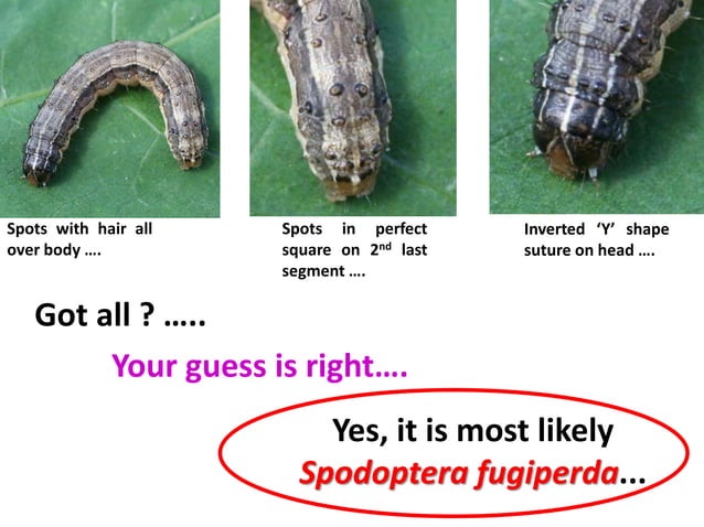 Fall armyworm life cycle | PPTX