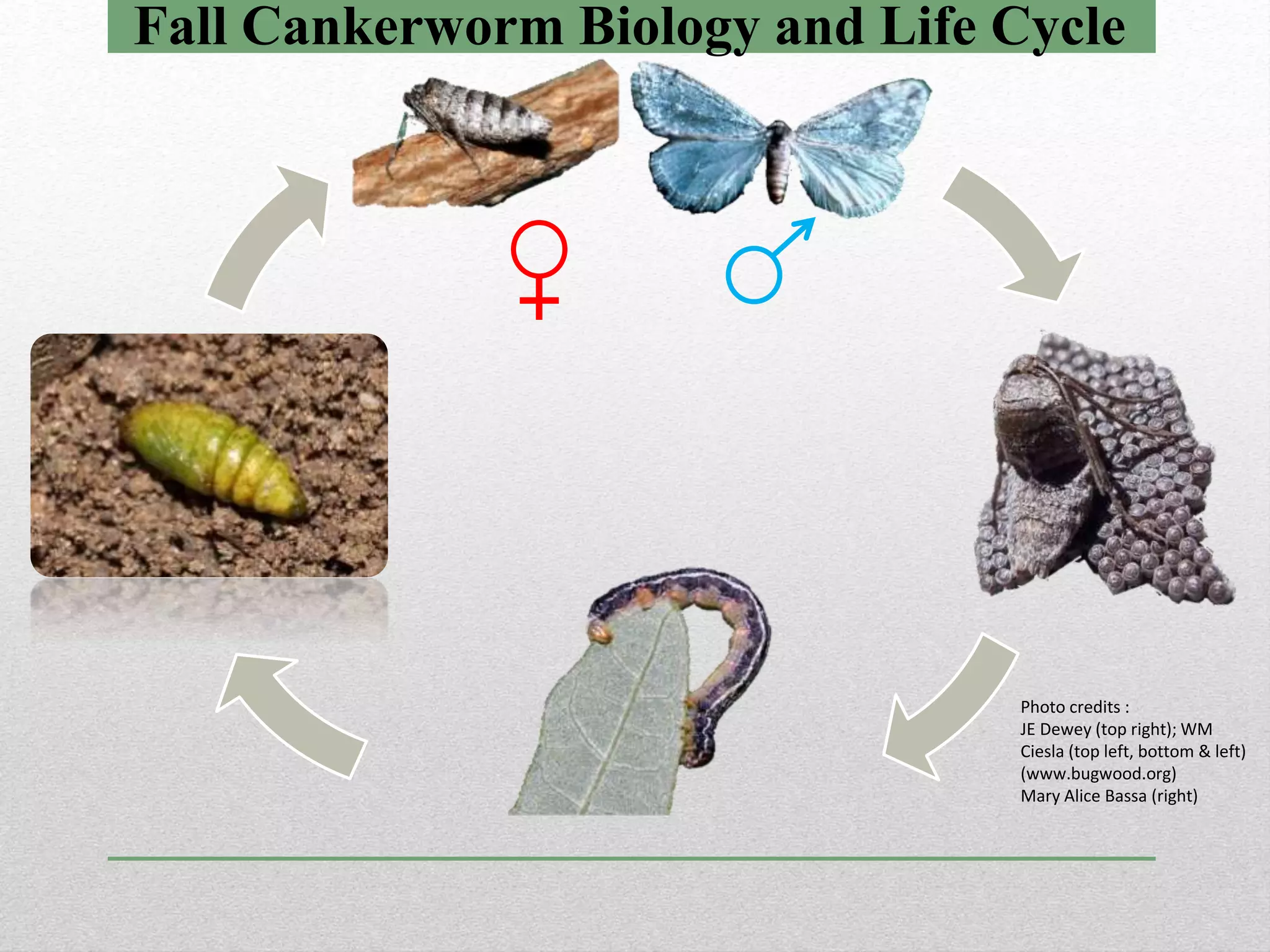 Fall Cankerworm Sticky Banding: A Community Working Together | PPTX ...