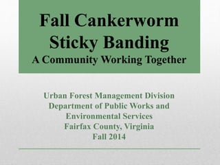 Fall Cankerworm Sticky Banding: A Community Working Together | PPTX ...