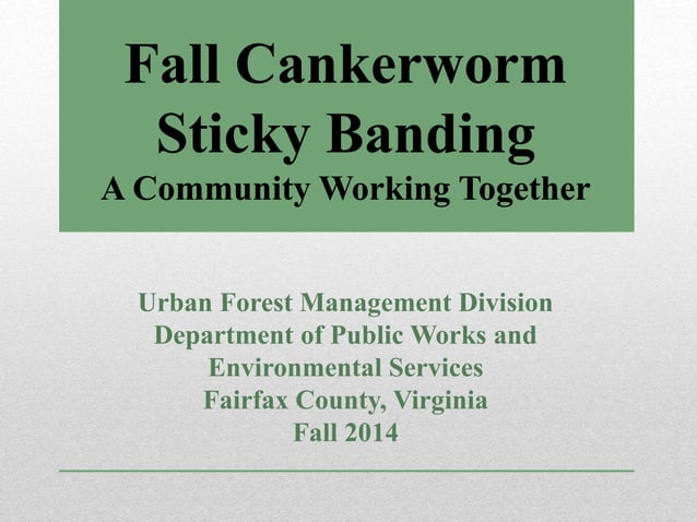 Fall Cankerworm Sticky Banding: A Community Working Together | PPTX ...