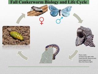 Fall Cankerworm Sticky Banding: A Community Working Together | PPTX | Biological Sciences | Science