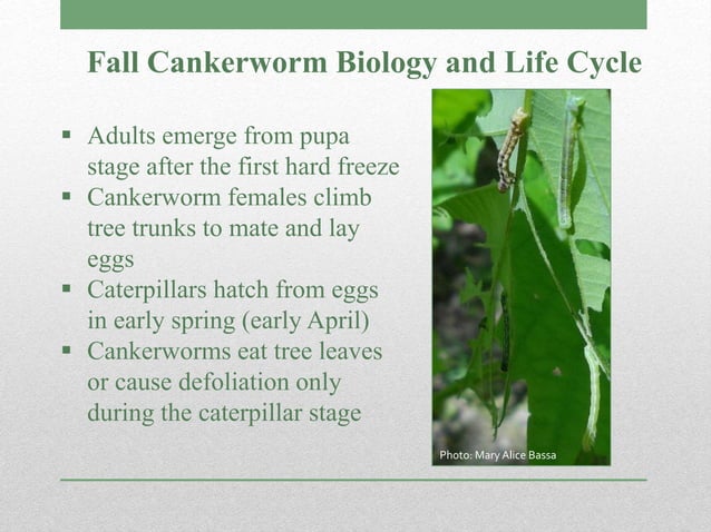 Fall Cankerworm Sticky Banding: A Community Working Together | PPTX ...