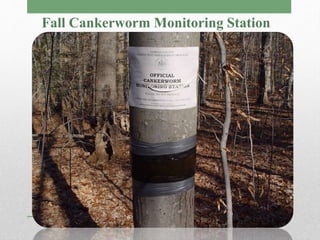 Fall Cankerworm Sticky Banding: A Community Working Together | PPTX | Biological Sciences | Science
