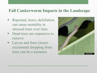 Fall Cankerworm Sticky Banding: A Community Working Together | PPTX ...