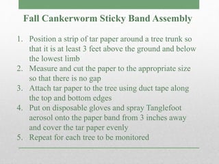 Fall Cankerworm Sticky Banding: A Community Working Together | PPTX ...