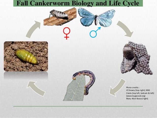 Fall Cankerworm Sticky Banding: A Community Working Together