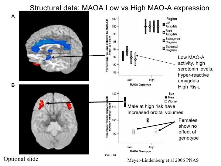 Fallon Higher Cereb Funct I Ii Iii 2007