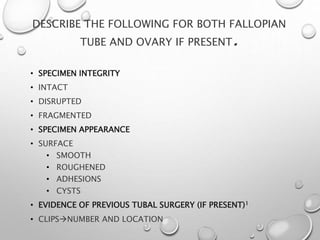 fallopian tube and ovary.pptx