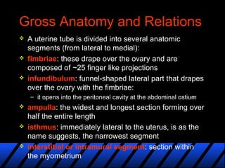 Fallopian tube radiology - Dr. Sumit Sharma | PPT
