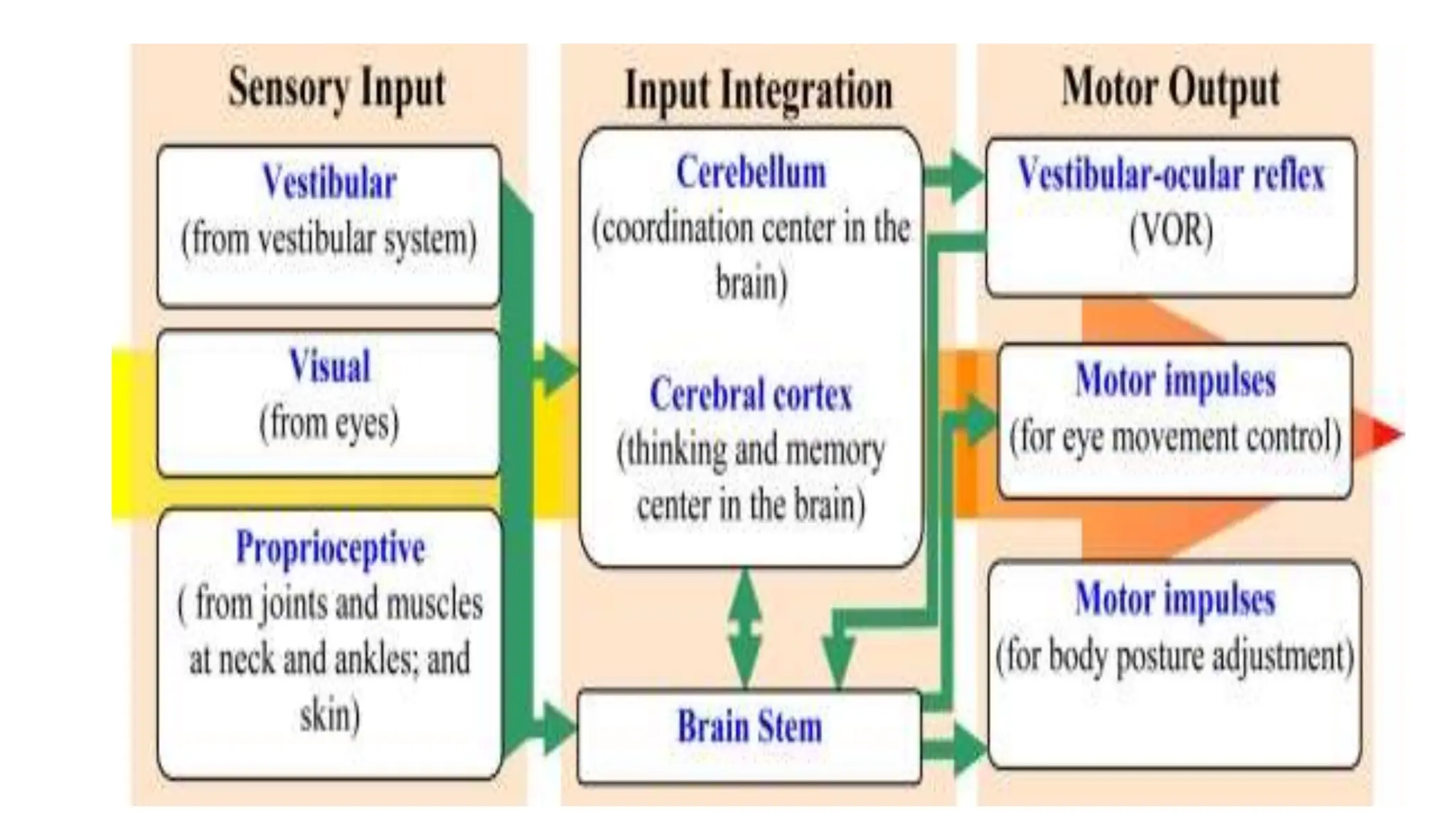 Geriatric patients balance assessment and management | PPT