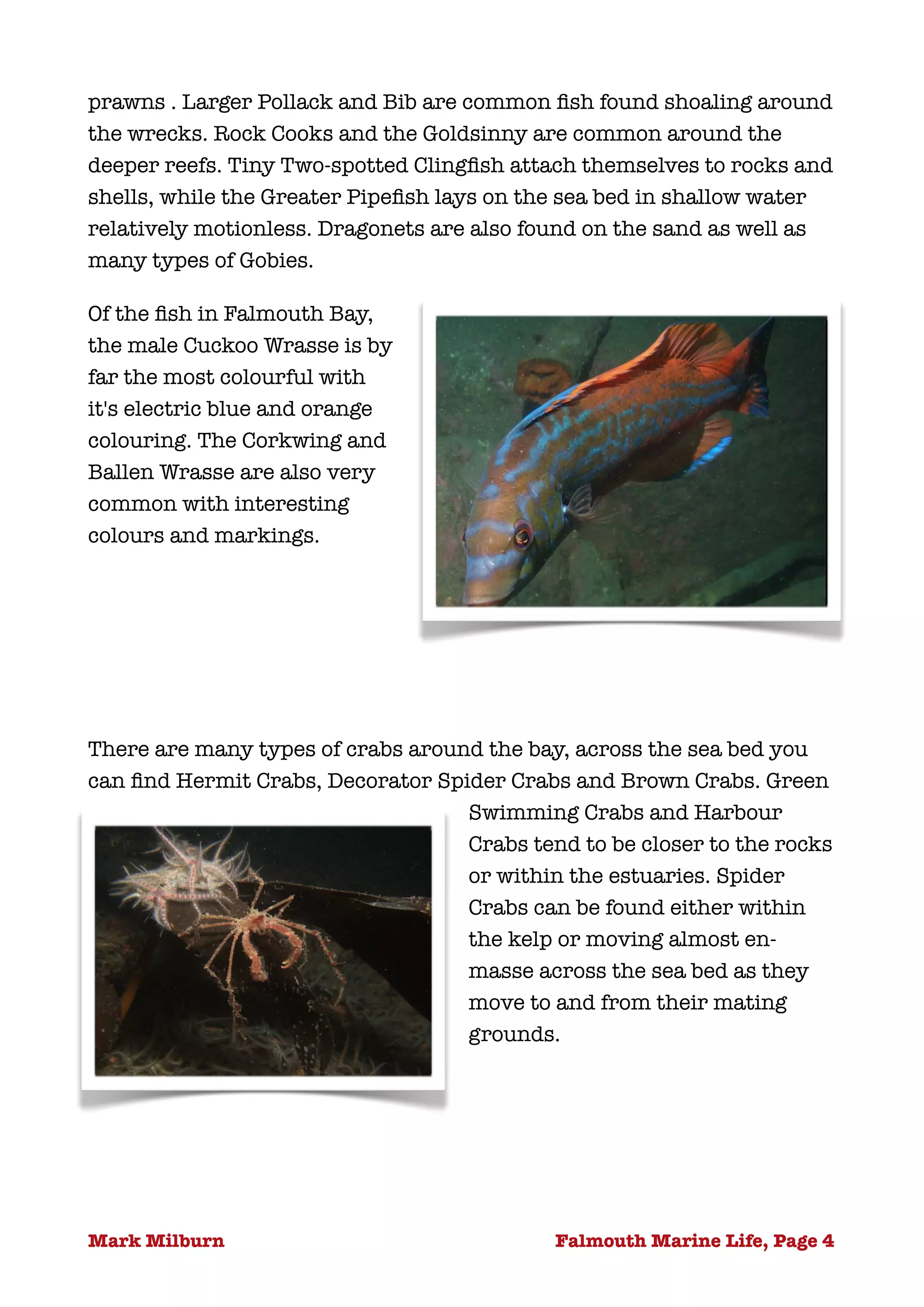 Falmouth marine life | PDF
