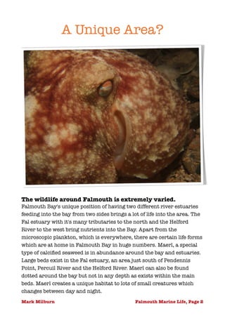 Falmouth marine life | PDF