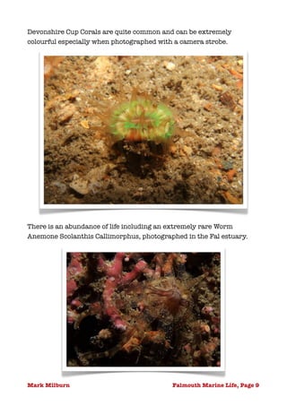 Falmouth marine life | PDF