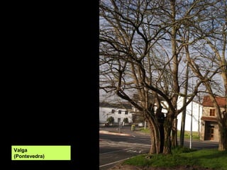 Falsa acacia (Robinia pseudoacacia) | PPT