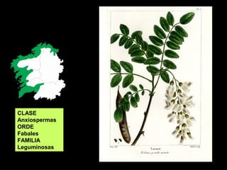Falsa acacia (Robinia pseudoacacia) | PPT