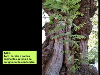 Falsa acacia (Robinia pseudoacacia) | PPT