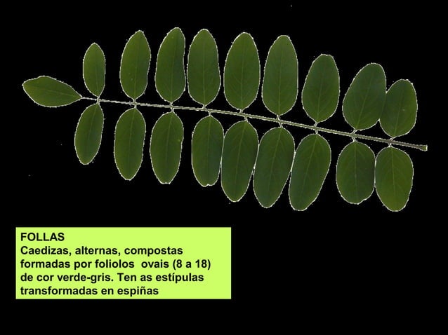 Falsa acacia (Robinia pseudoacacia) | PPT