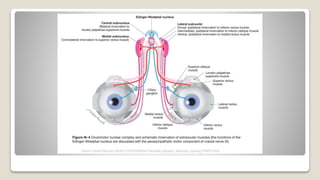 False Localising Signs In Neurology.pptx