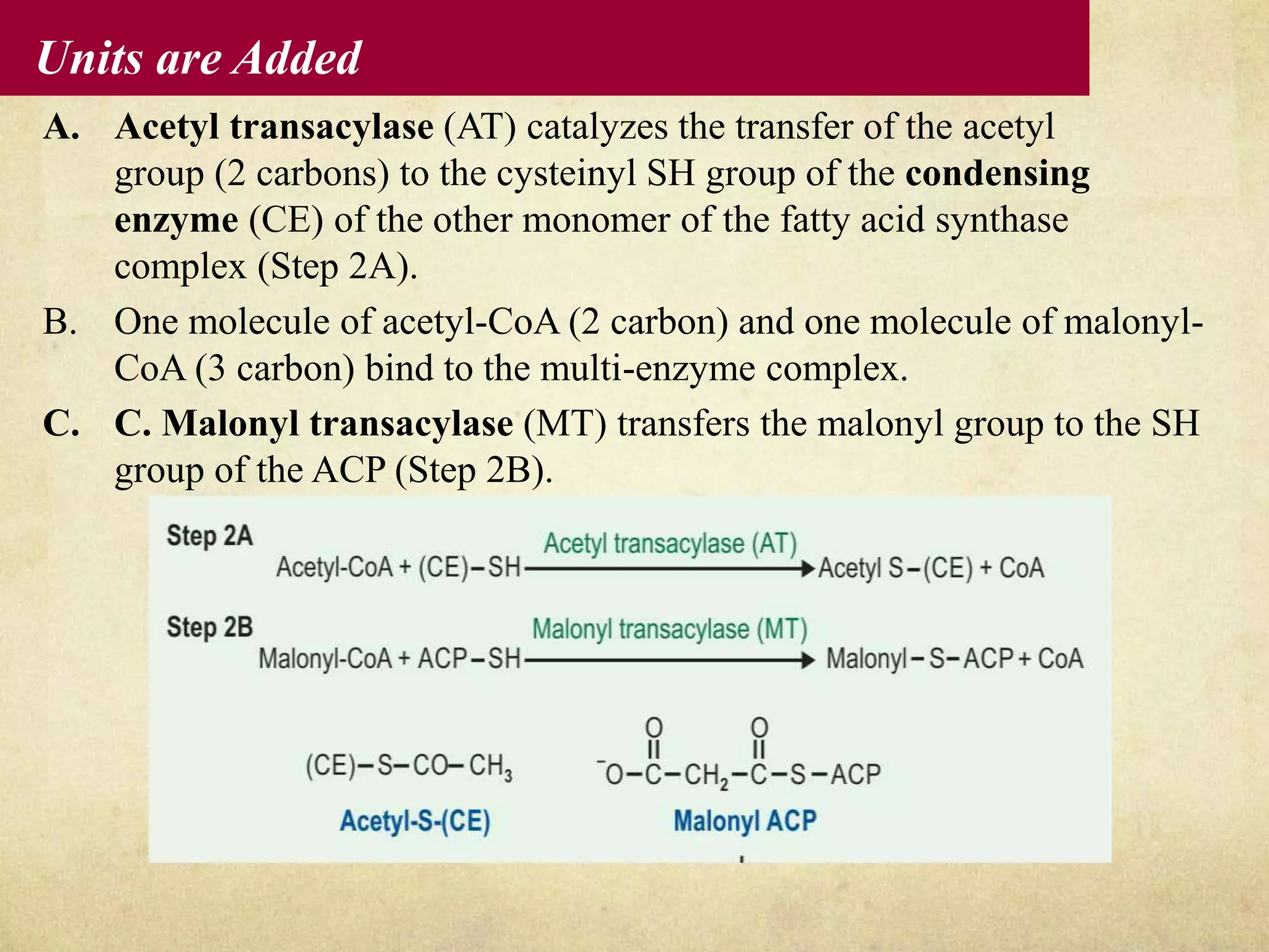 Fatty Acid metabolism | PPTX